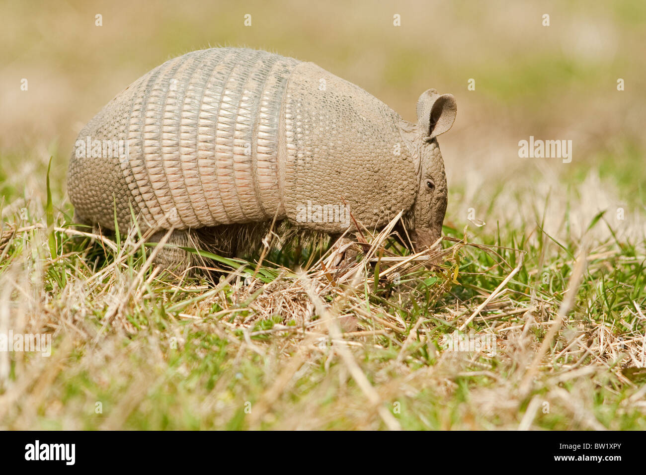 Nine banded armadillo animal wildlife hi-res stock photography and ...