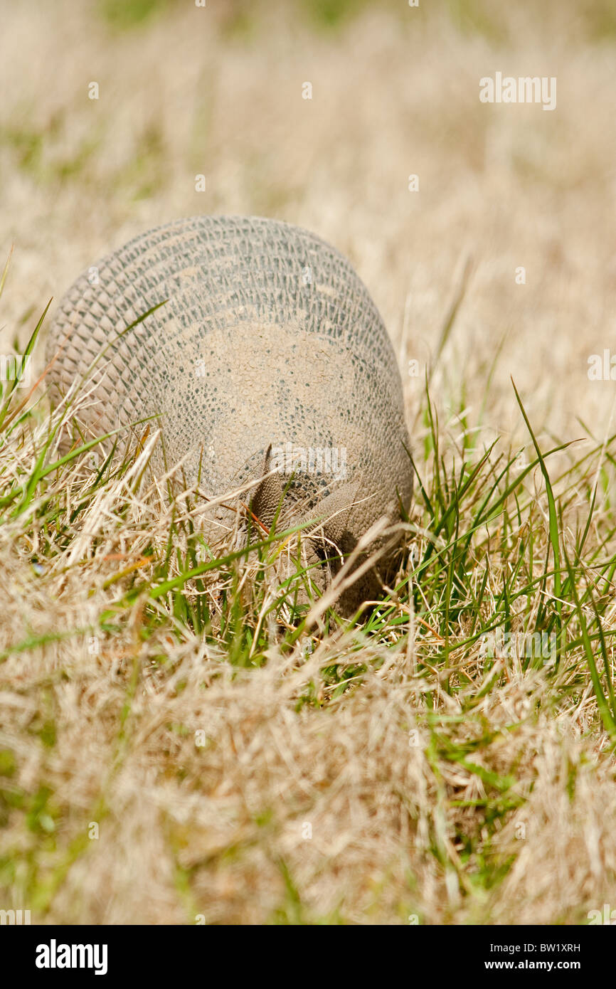 Armadillo digging foraging hi-res stock photography and images - Alamy
