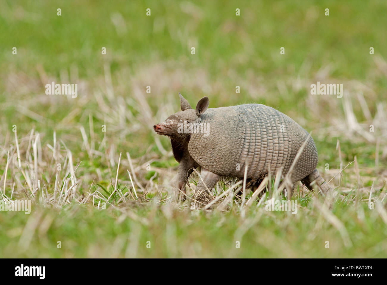 Nine banded armadillo animal wildlife hi-res stock photography and ...