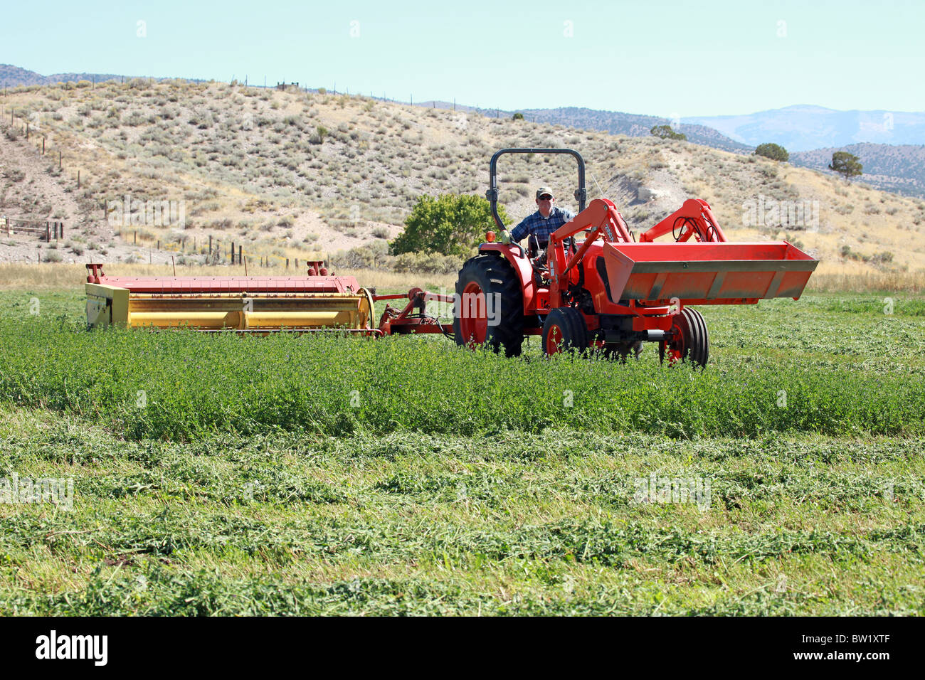 Farm where alfalfa hay is being cut by a tractor swather by farmer. Bright green crop cut while ...