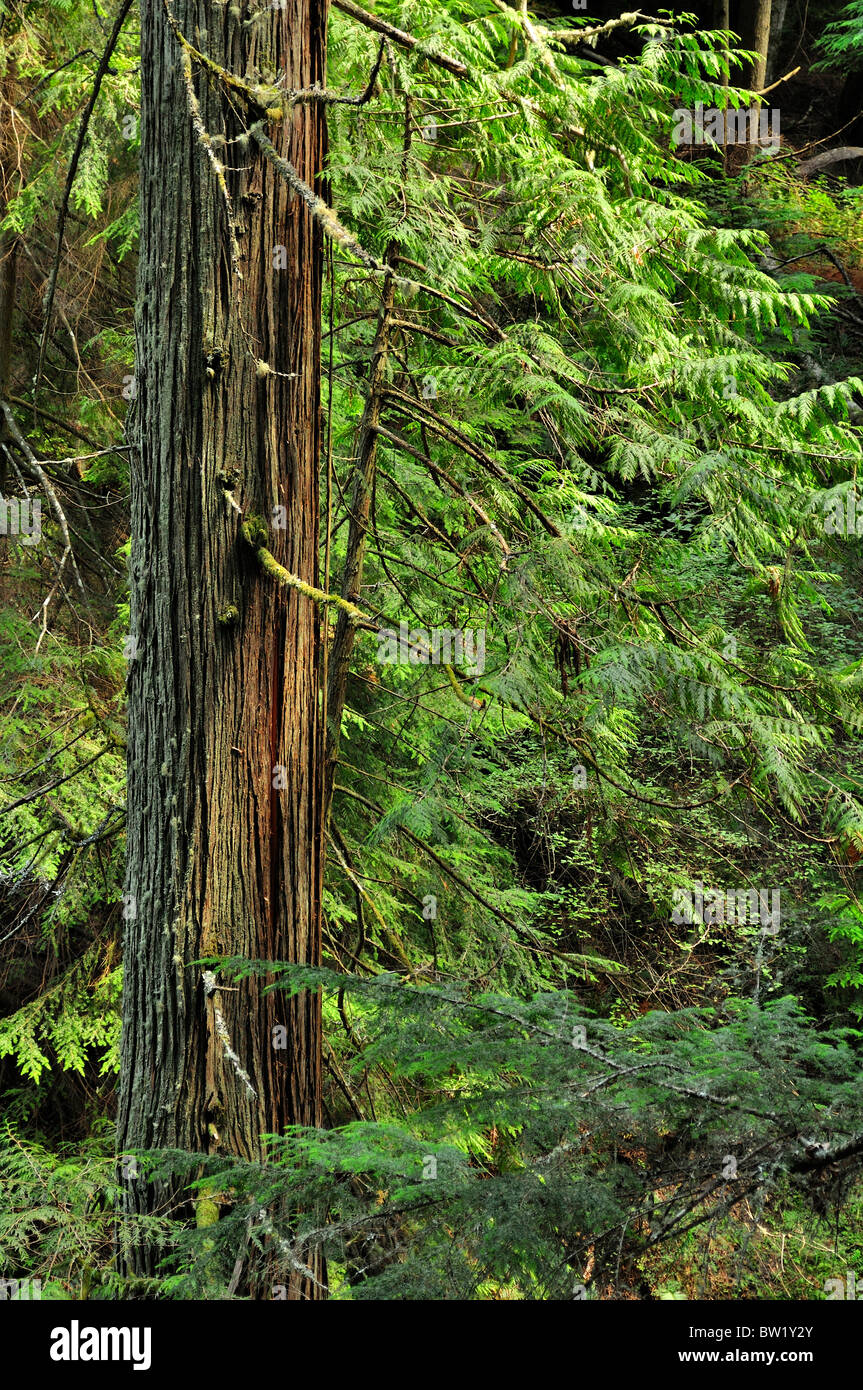 Detail of mixed conifer forest on Orcas island, Washington state Stock ...