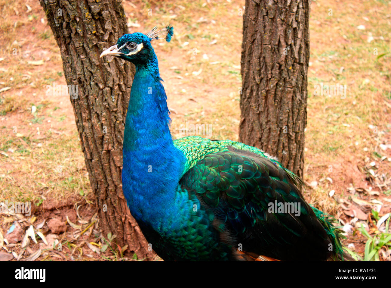Peacock wild hi-res stock photography and images - Alamy