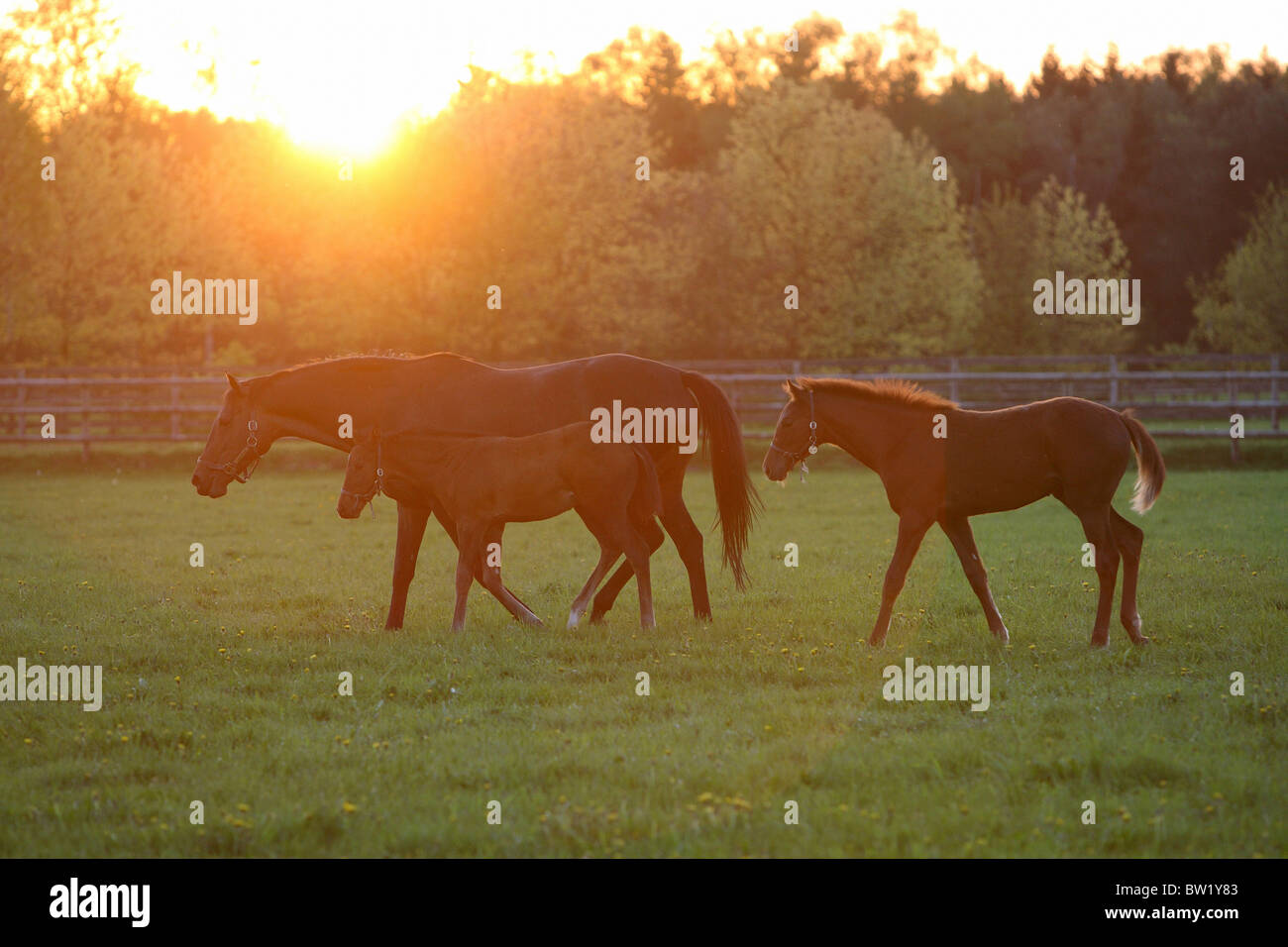 A mare and foals on a pasture in the morning Stock Photo - Alamy