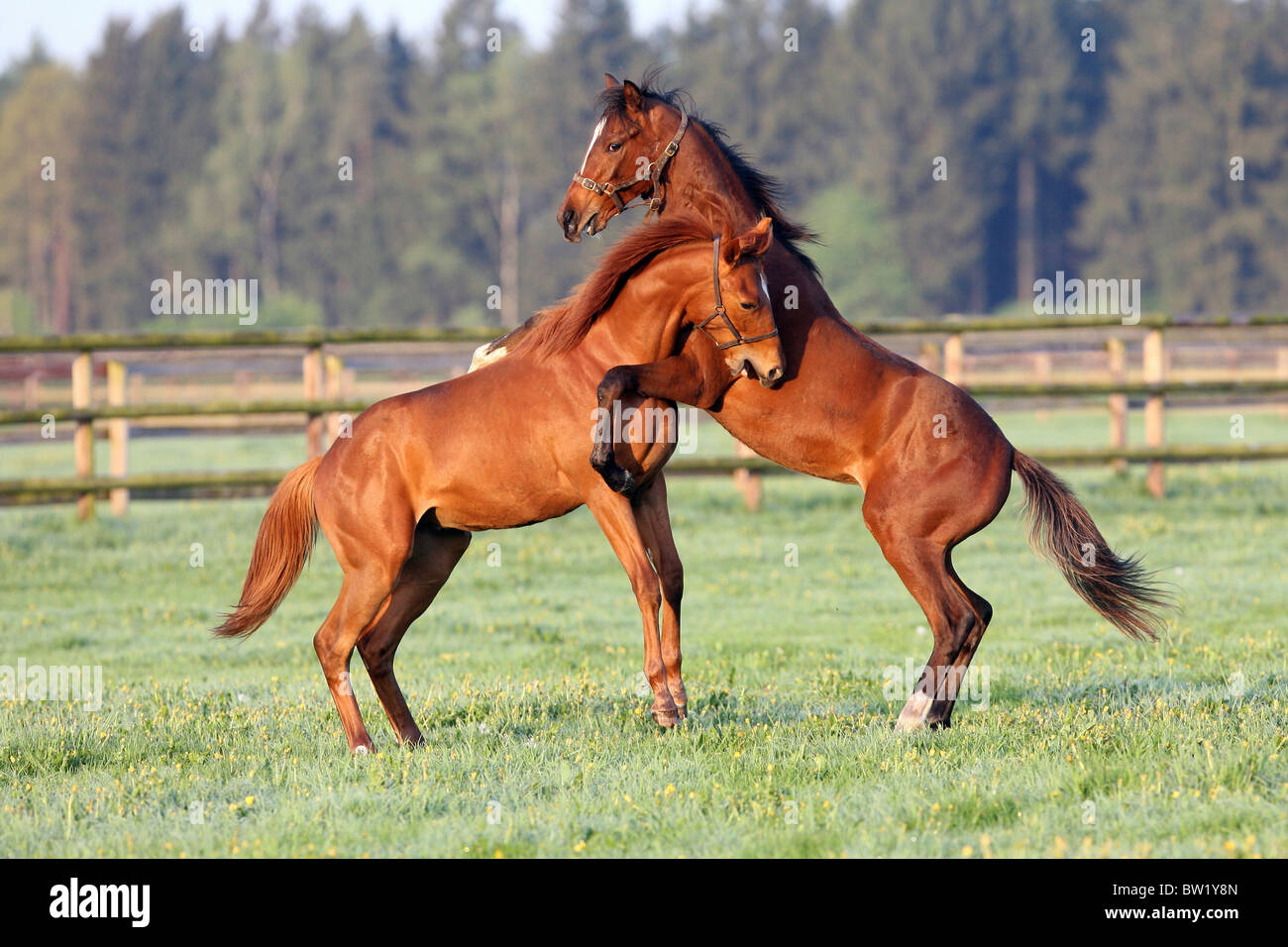 Stallions hi-res stock photography and images - Alamy