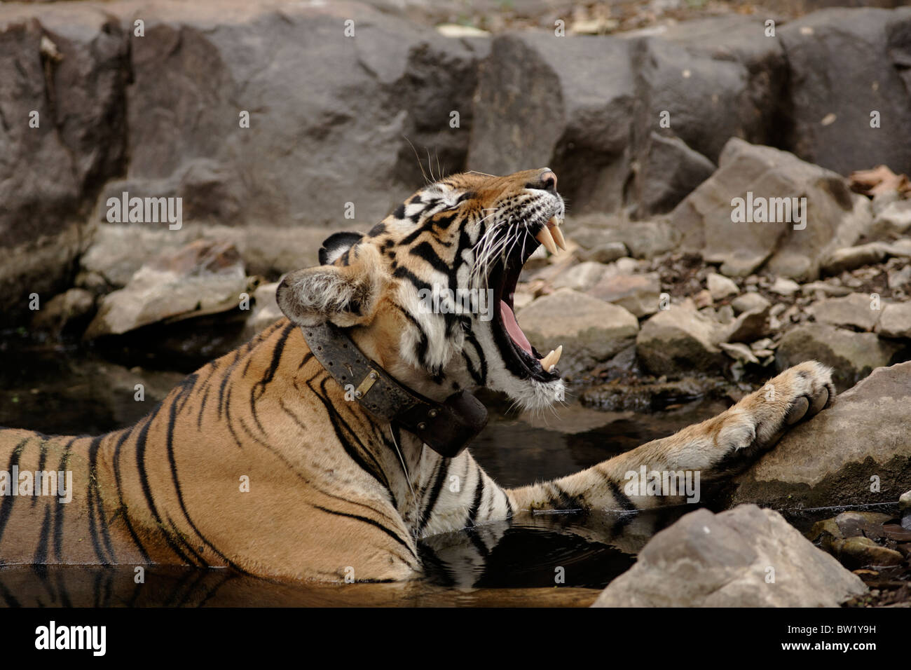 A Radio collared Tiger in a water at Ranthambore Tiger Reserve ...