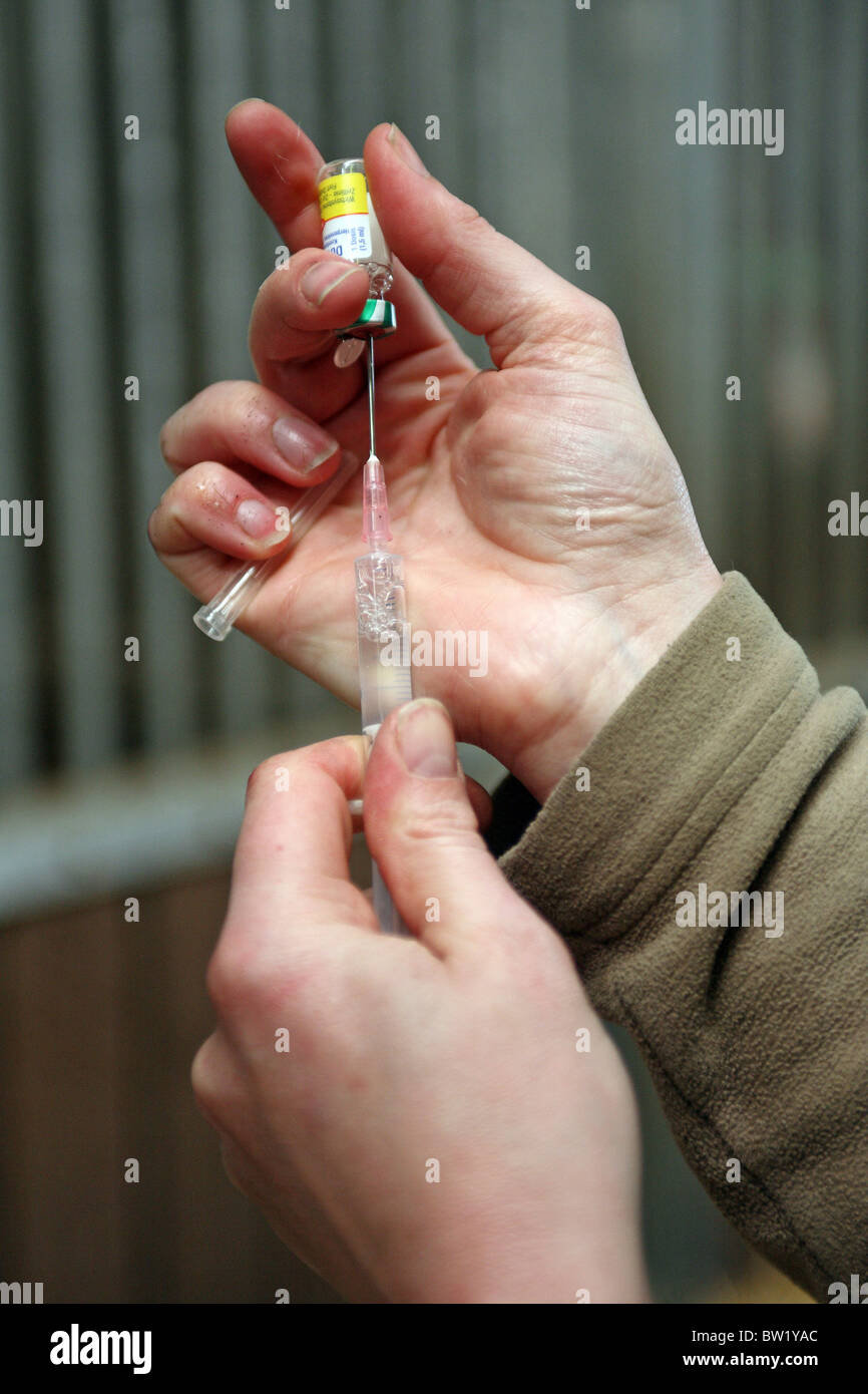 Filling a syringe with vaccine Stock Photo - Alamy