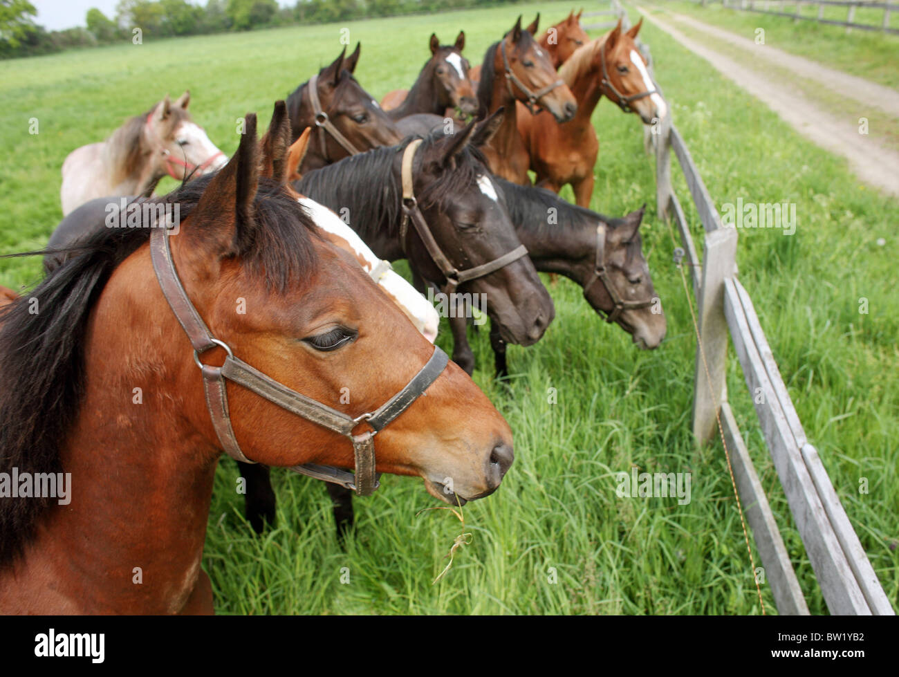 Horses on a pasture Stock Photo - Alamy