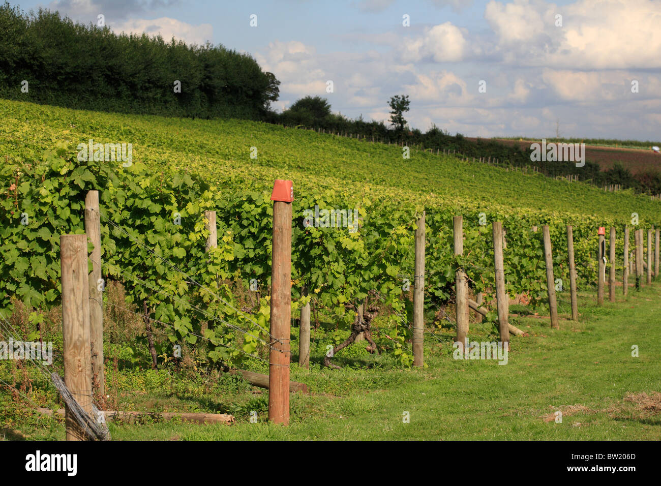 Grape vines Manstree Vineyard, Shillingford St George Exeter Devon UK ...
