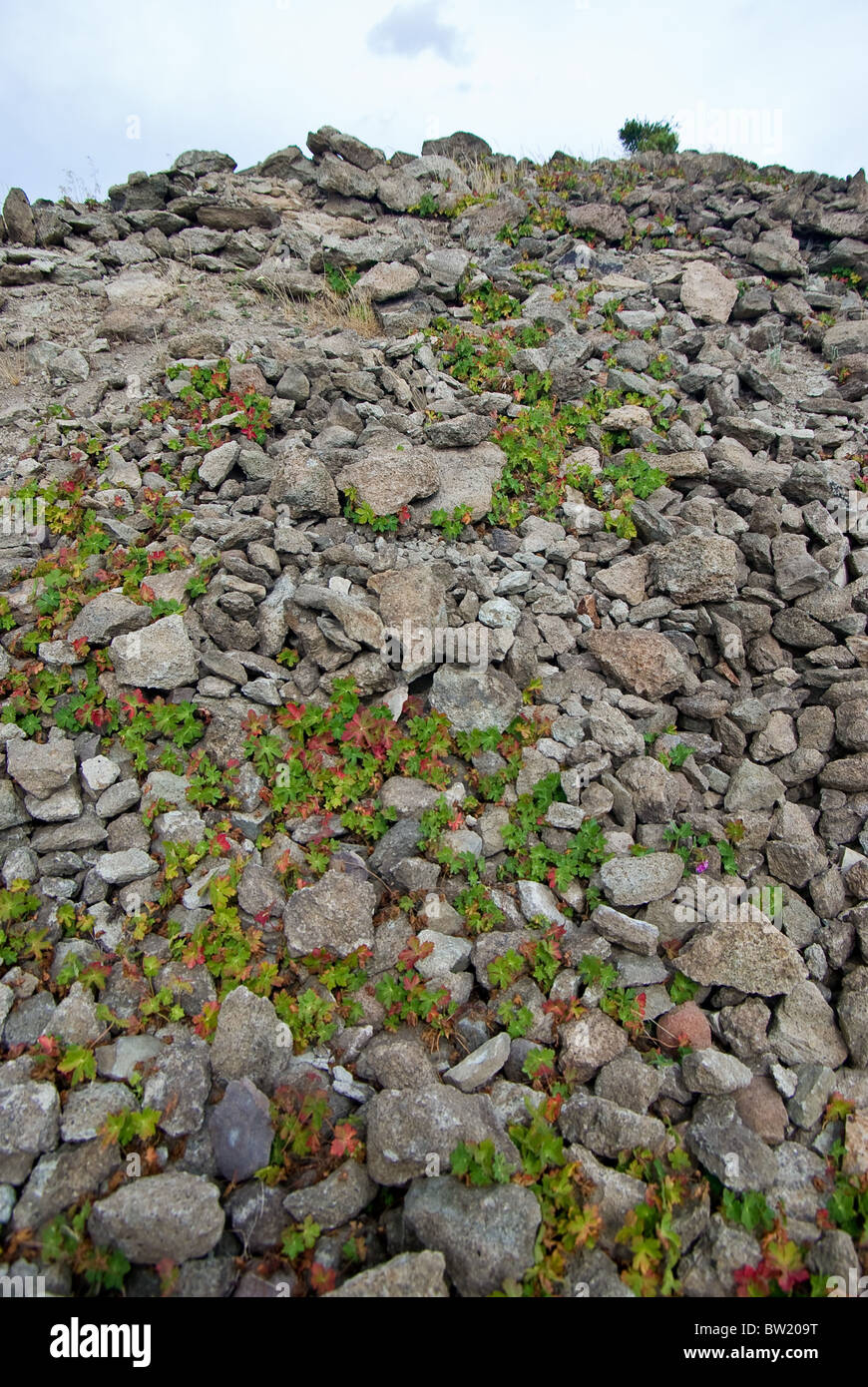 Rock geranium hi-res stock photography and images - Alamy