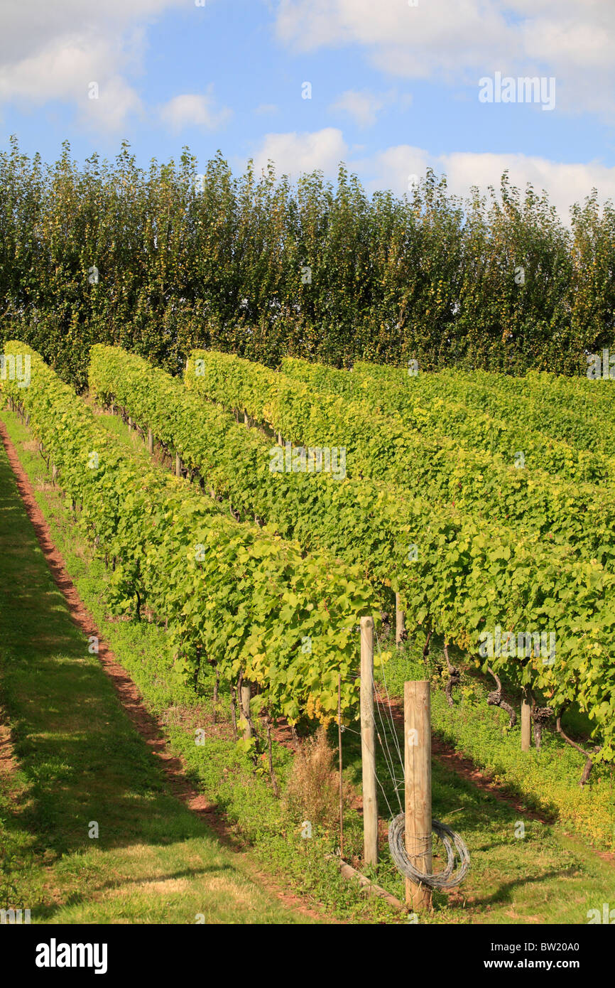 Grape vines Manstree Vineyard, Shillingford St George Exeter Devon UK ...