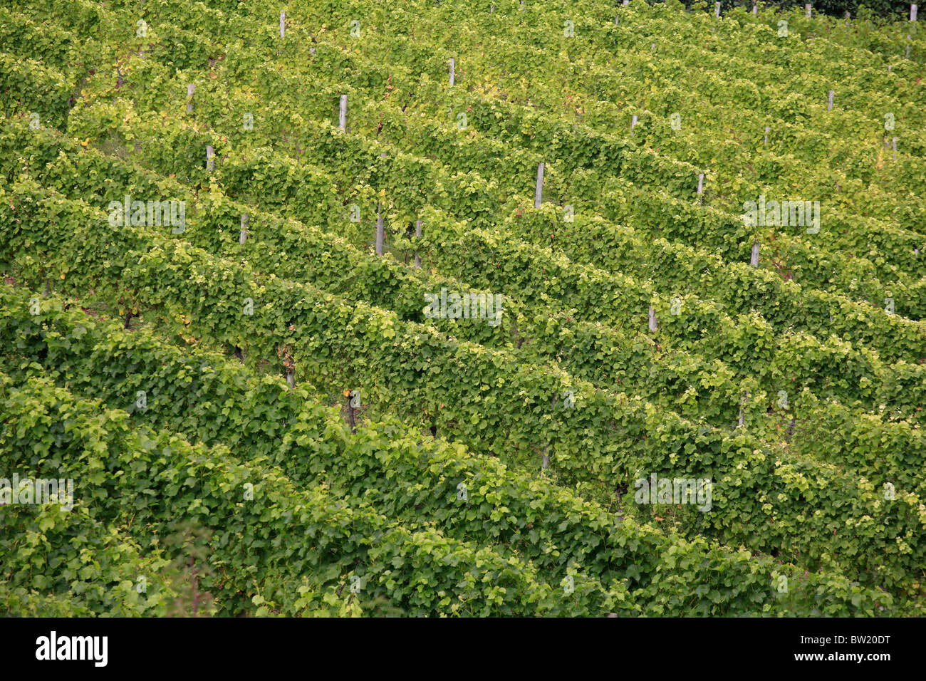 Grape vines Manstree Vineyard, Shillingford St George Exeter Devon UK ...