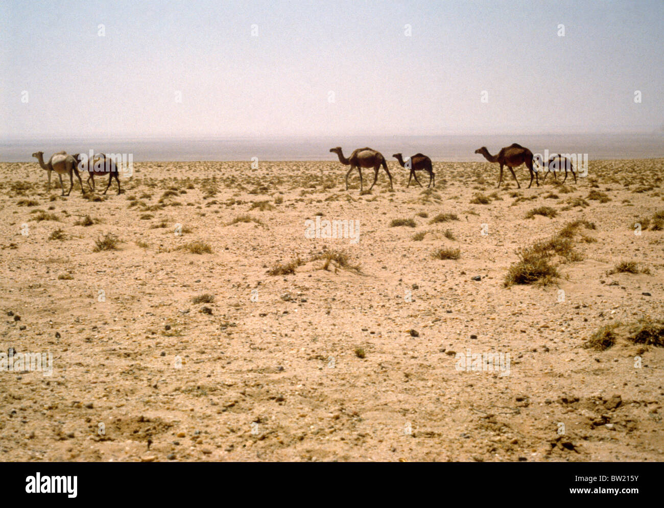 Saudi arabian wildlife hi-res stock photography and images - Alamy