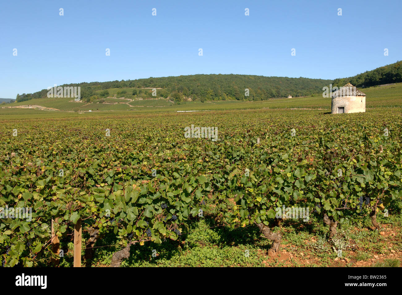 Burgundy Vineyards near Nuit Saint George France Stock Photo - Alamy