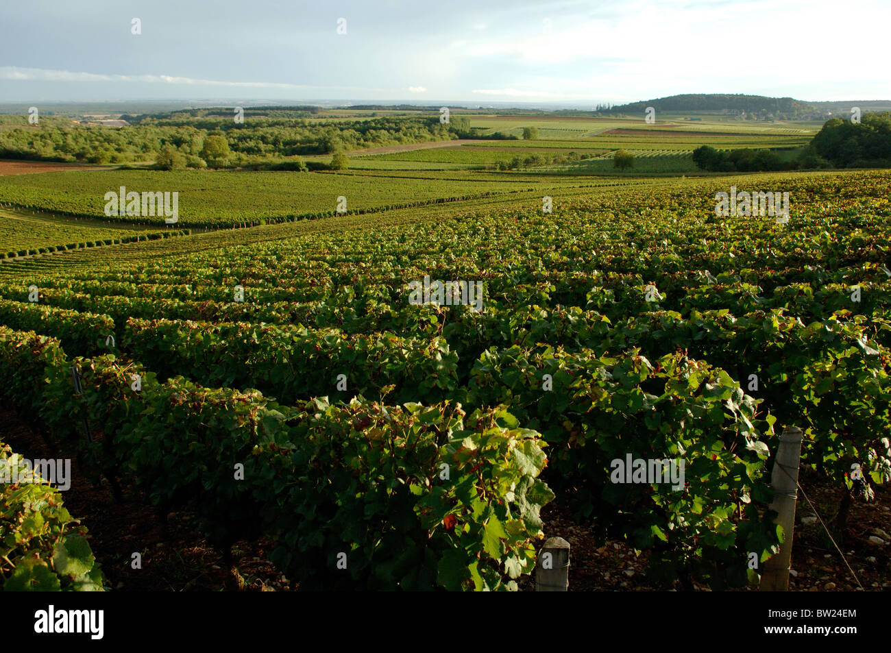 Burgundy Vineyards near Nuit Saint George France Stock Photo - Alamy