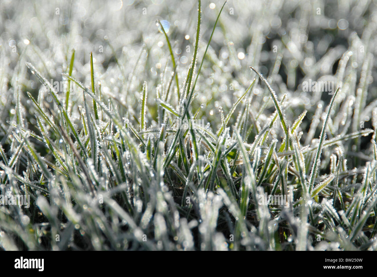 Frost on grass Stock Photo - Alamy