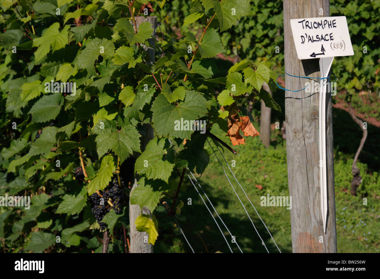 Triomphe d'alsace grapes hi-res stock photography and images - Alamy