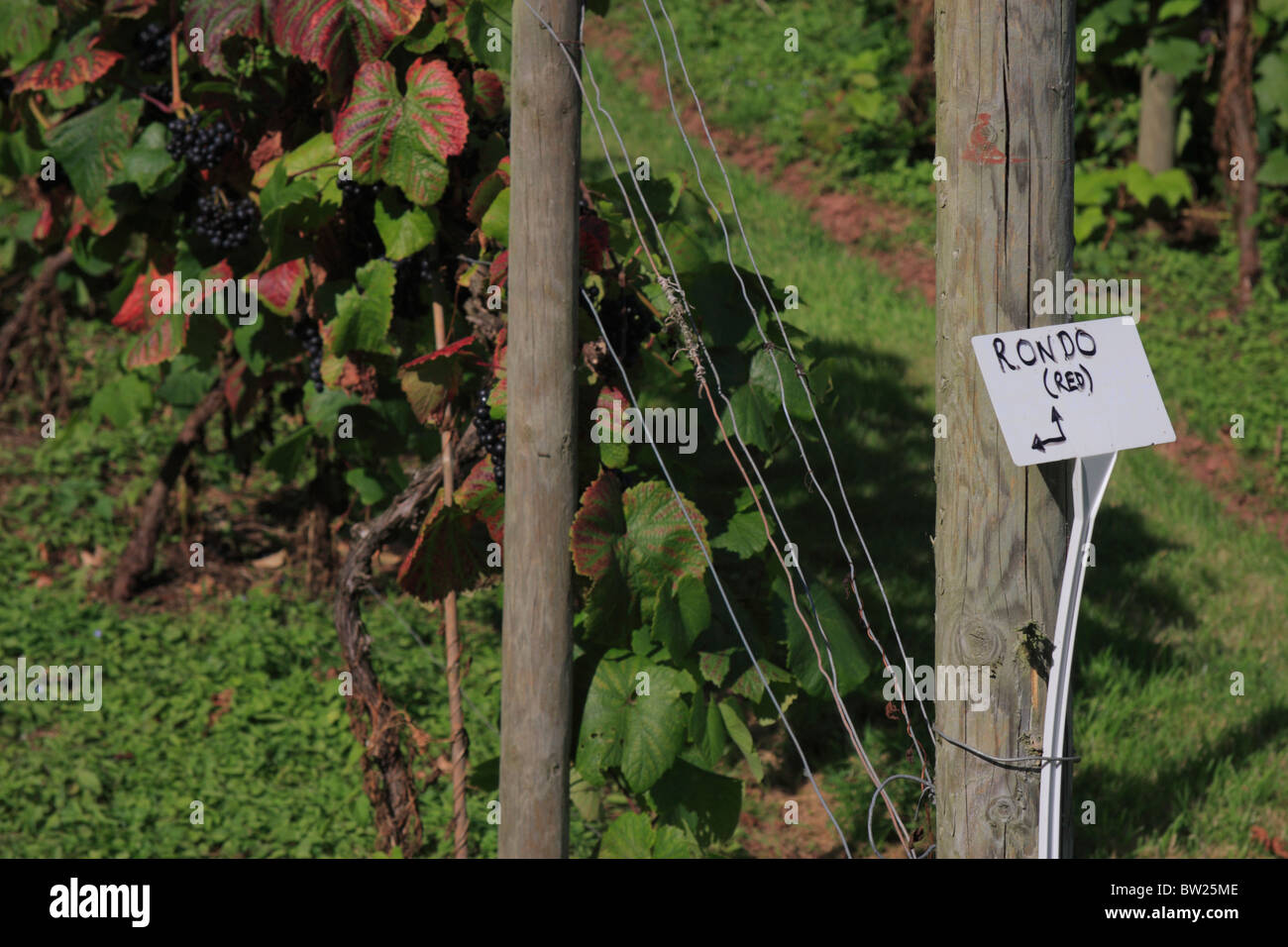 Rondo variety red grape vines Manstree Vineyard, Shillingford St George ...