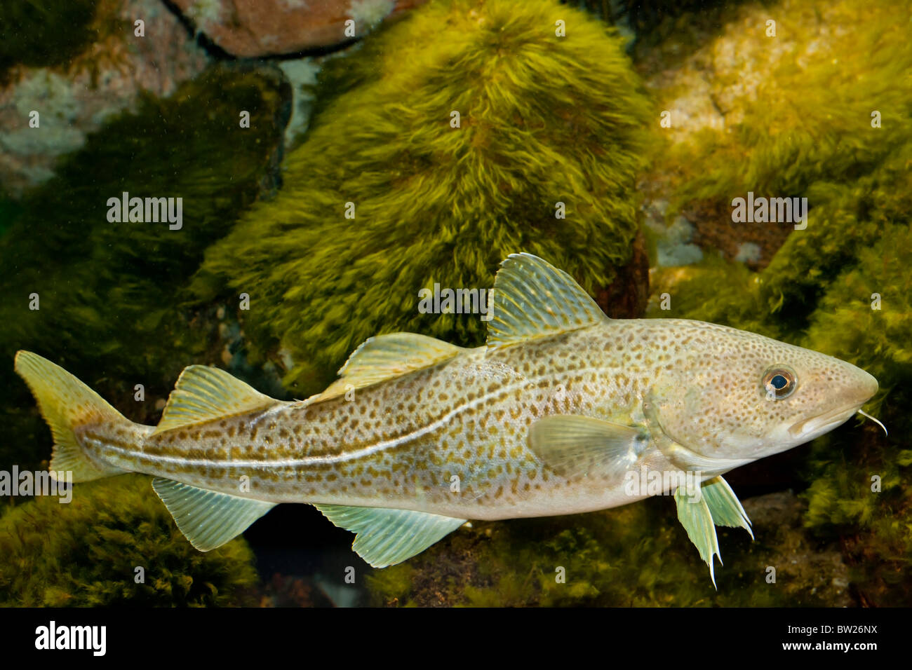 Trout Fish