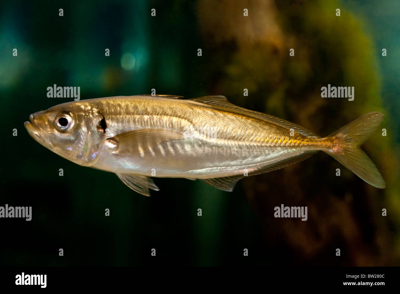 Three spined stickleback hi-res stock photography and images - Alamy