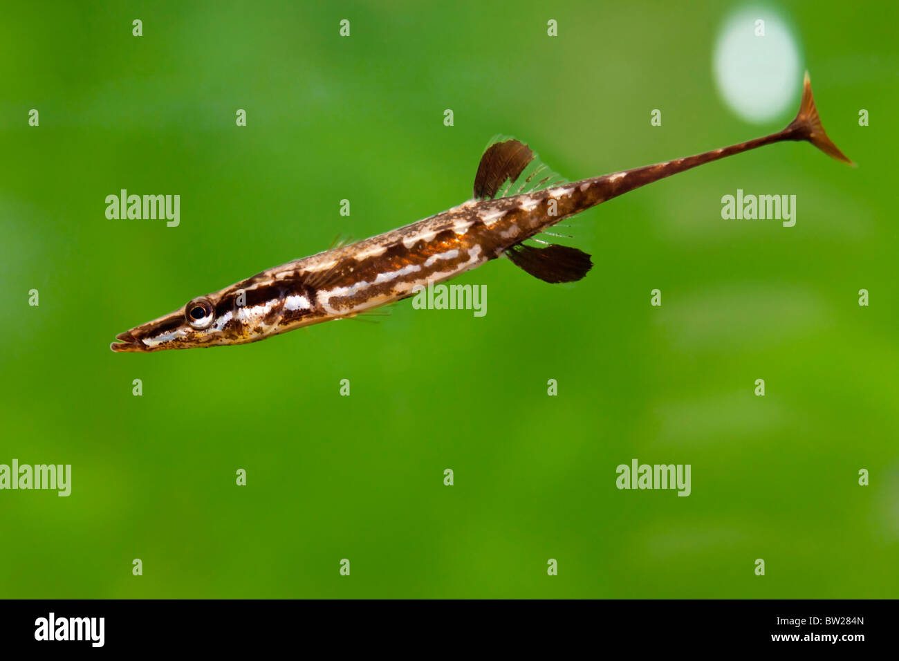 Sea stickleback fish (Spinachia spinachia Stock Photo - Alamy