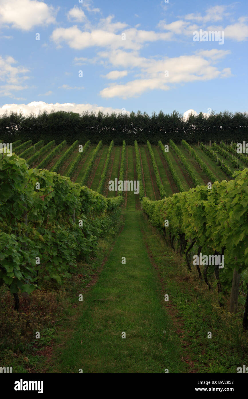 Grape vines Manstree Vineyard, Shillingford St George Exeter Devon UK ...