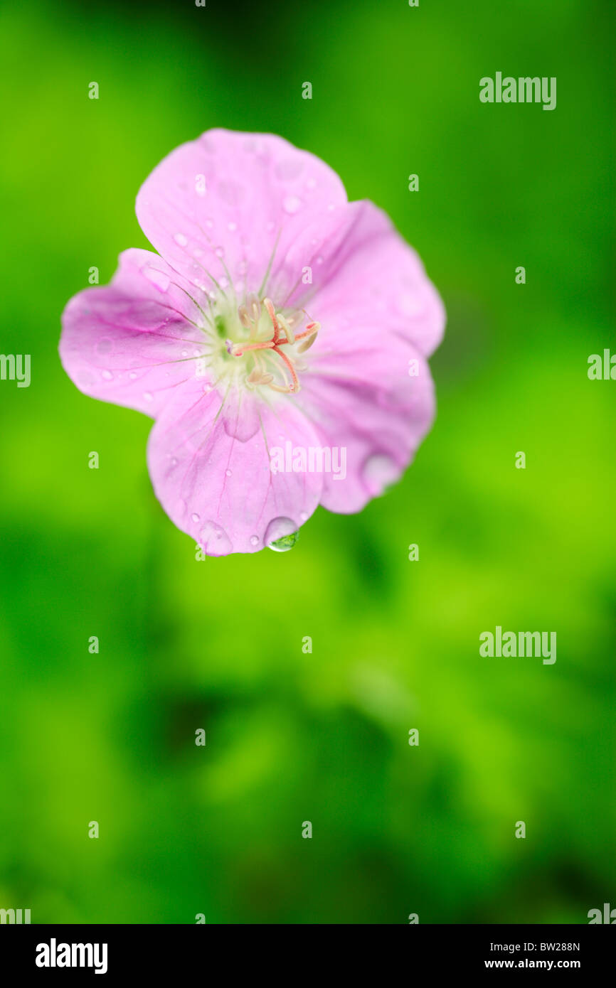 Geranium sanguineum glenluce hi-res stock photography and images - Alamy