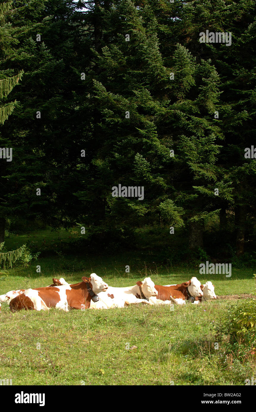 Cows in field Normandy France Stock Photo - Alamy
