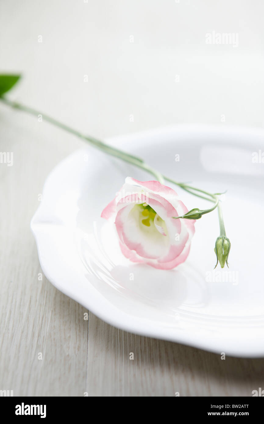 a fresh rose flower Stock Photo - Alamy