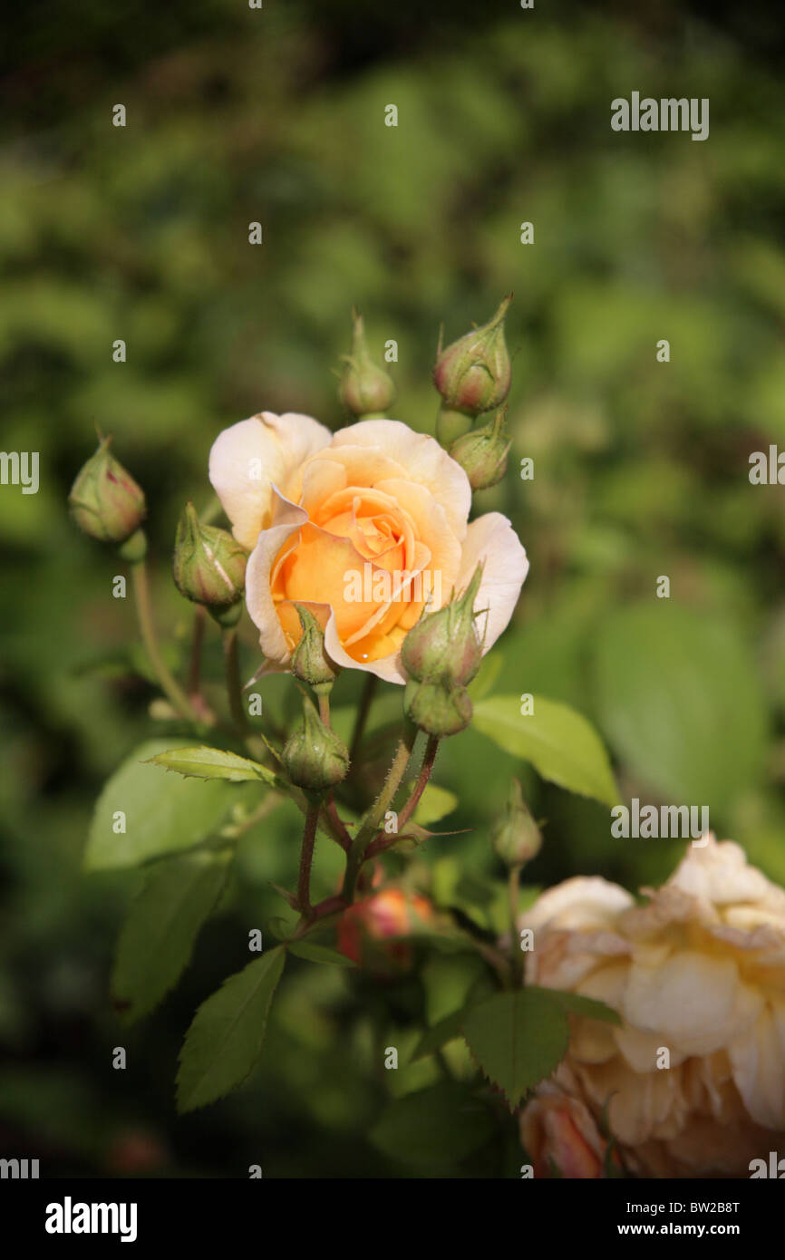 Yellow apricot coloured Rosa Grace Auskeppy at RHS Gardens Royal ...
