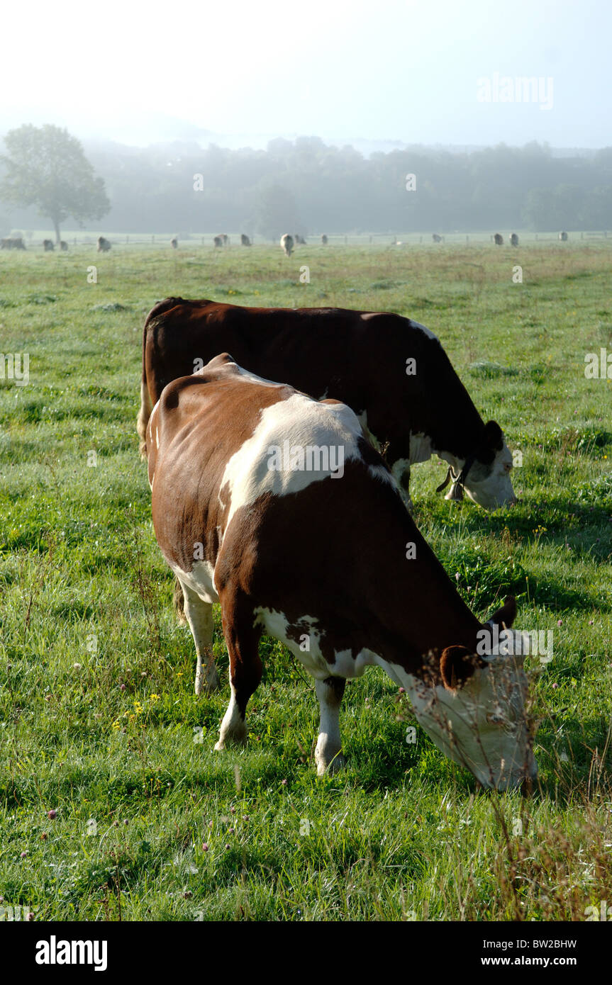 Cows in field Normandy France Stock Photo - Alamy