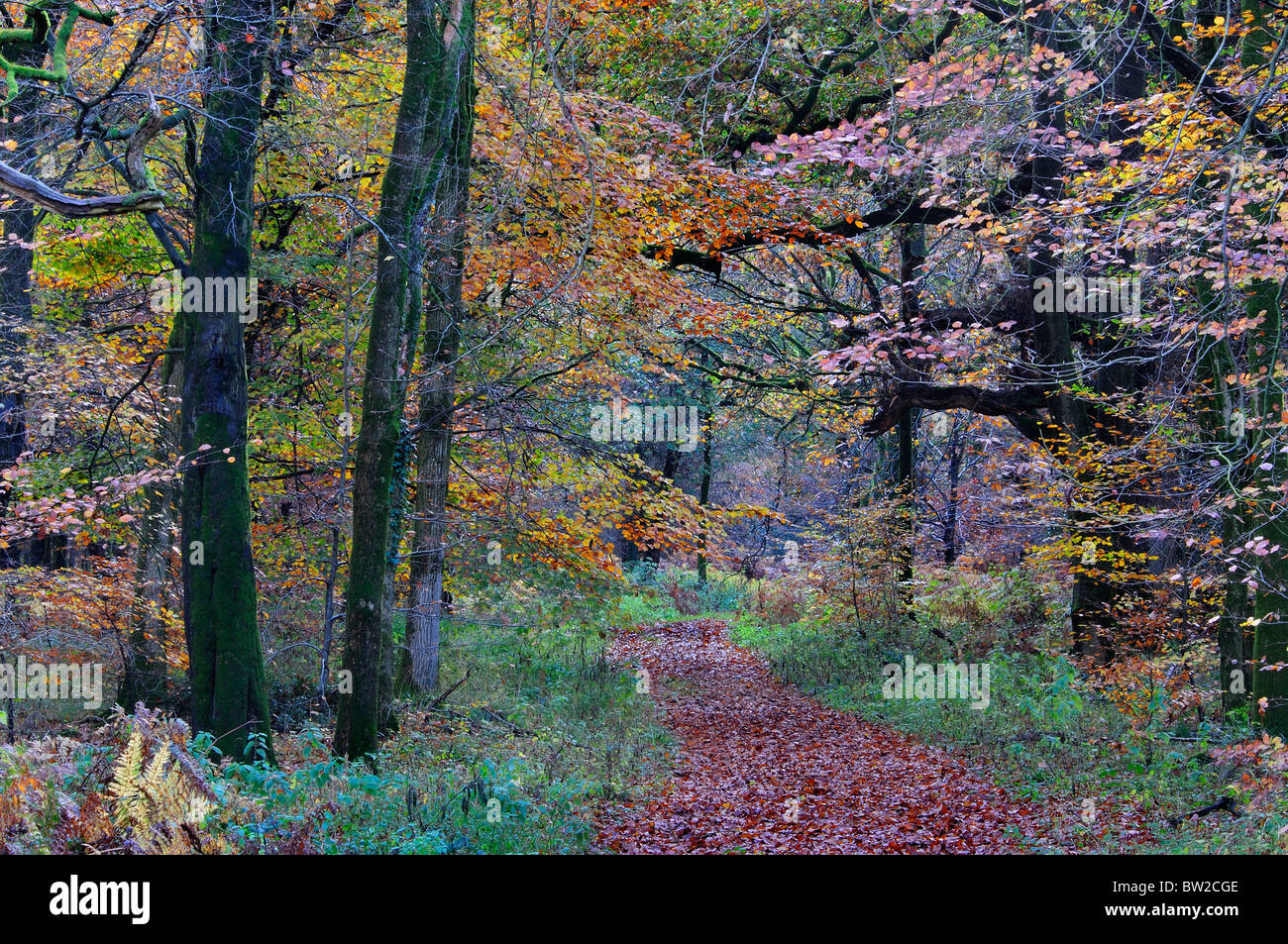 A leafy pathway in Savernake Forest, Wiltshire, in the Autumn UK ...