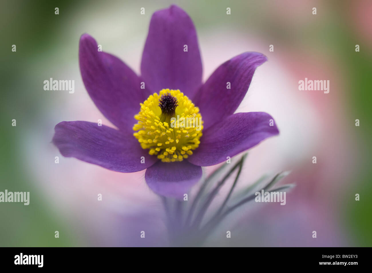 Purple pasque flower uk hi-res stock photography and images - Alamy