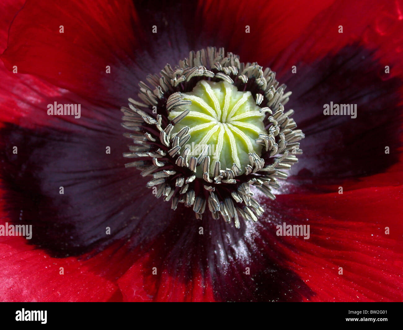 Oriental poppy abstract pattern image of structure of flower centre ...