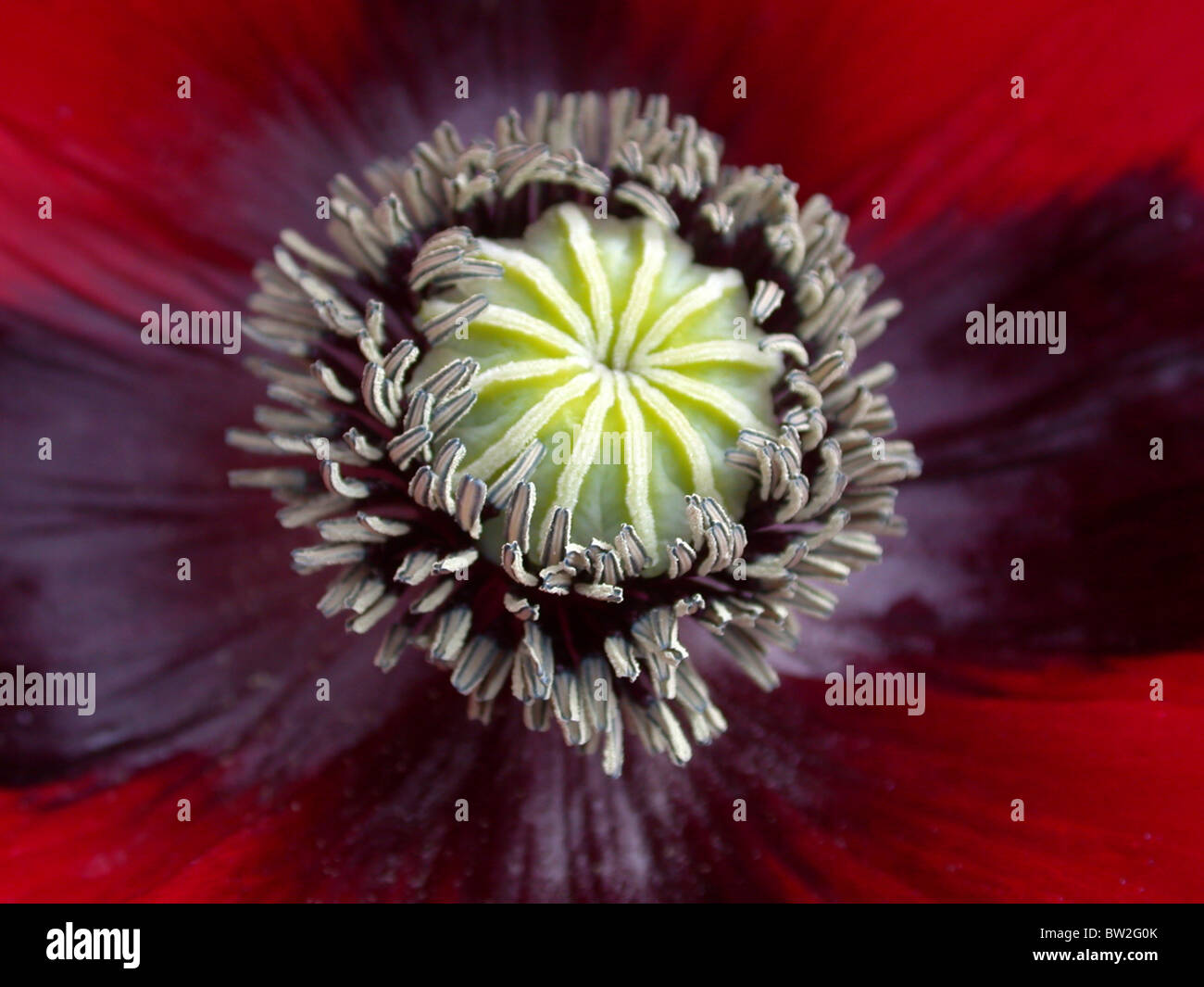 Oriental poppy abstract pattern image of structure of flower centre ...