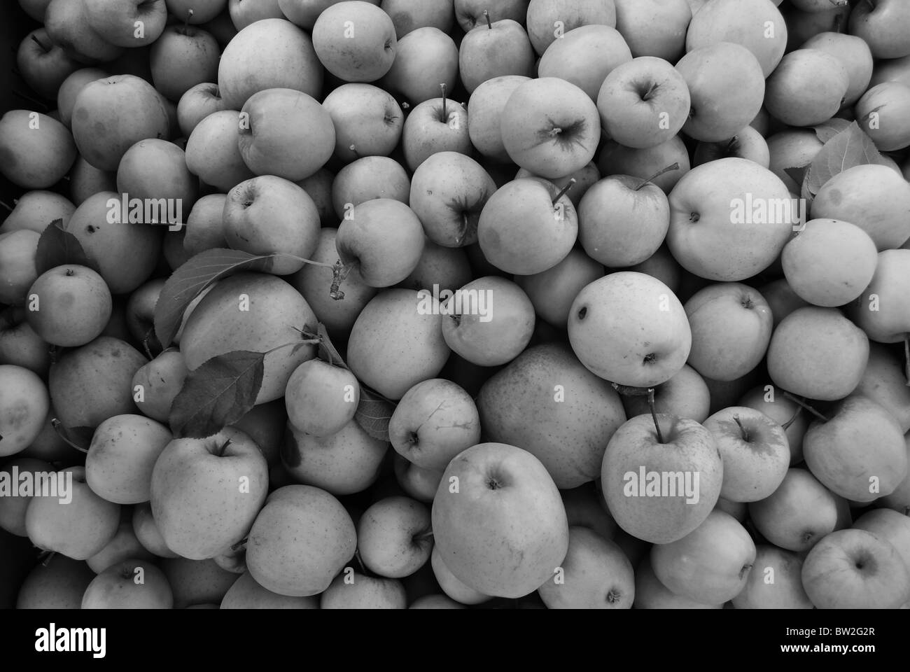 Rustic orchard Black and White Stock Photos & Images - Alamy