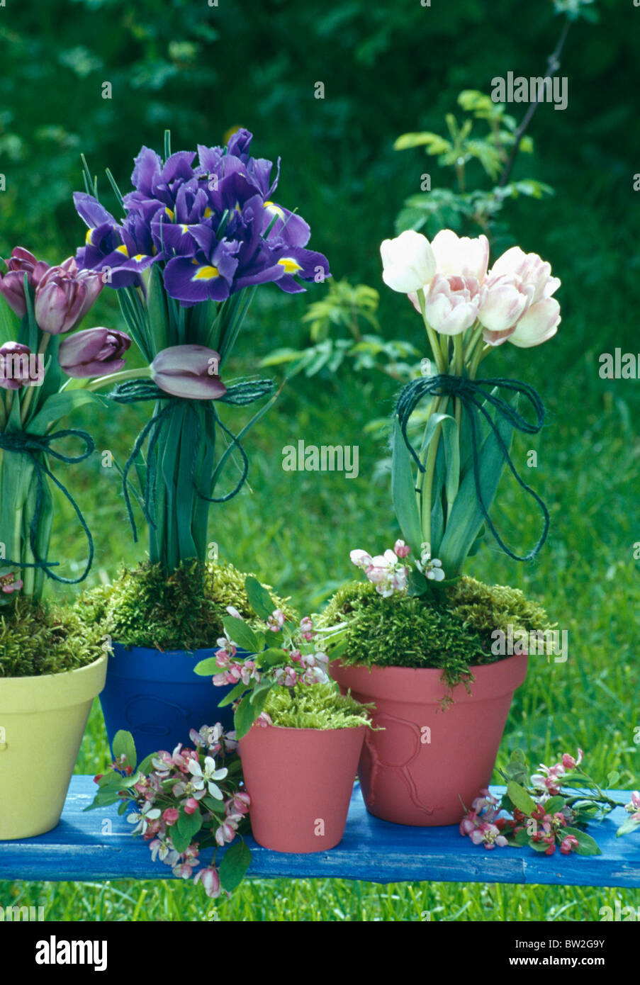 Close-up of blue iris and white tulips with moss in spring floral ...
