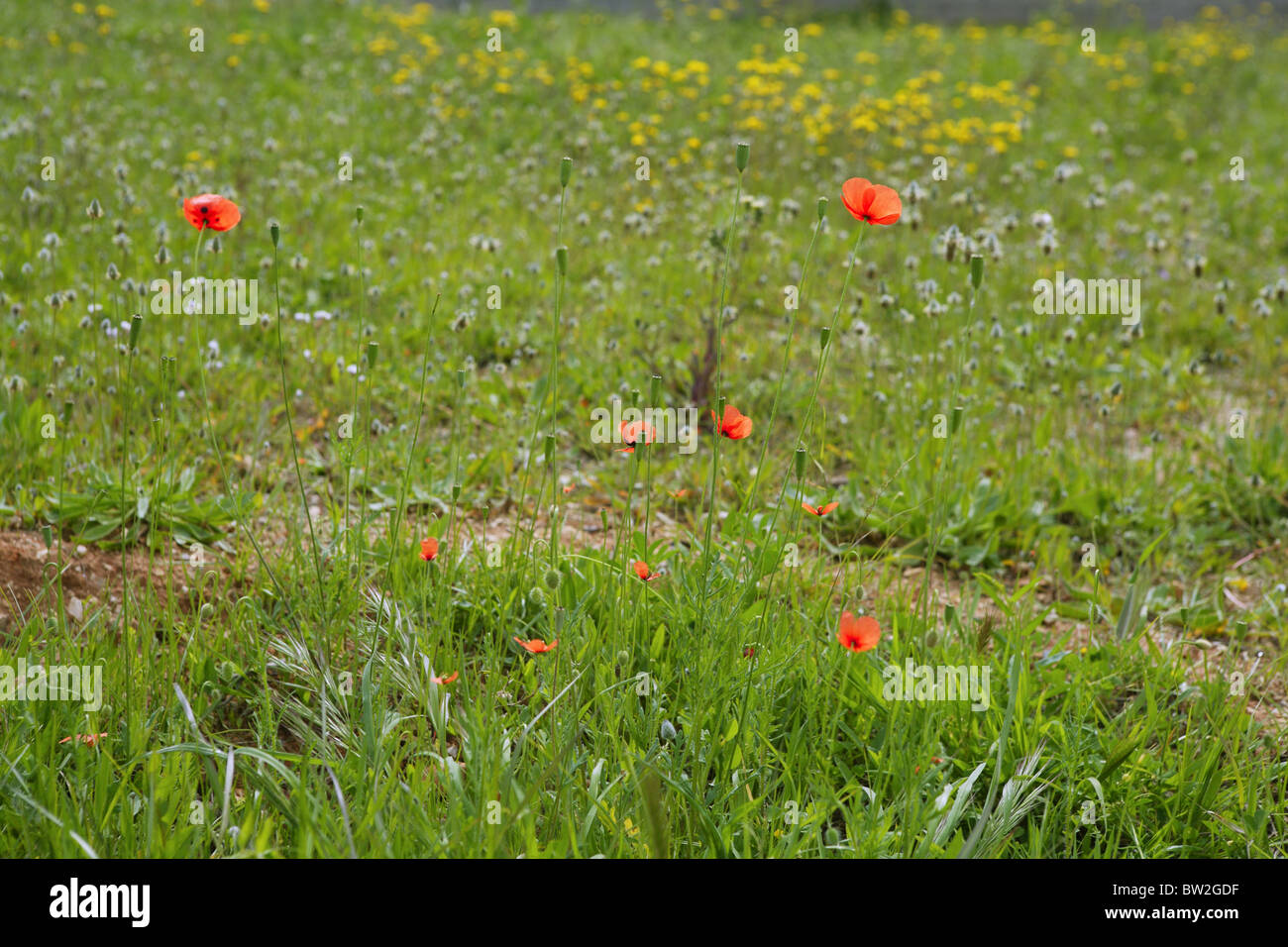 green meadow with red spring flowers in spain Stock Photo - Alamy
