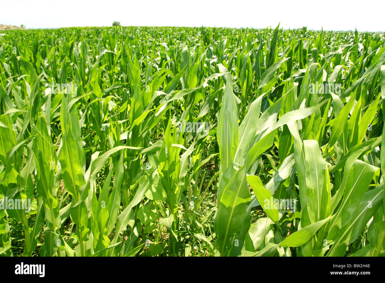 Plants that produce grain hi-res stock photography and images - Alamy