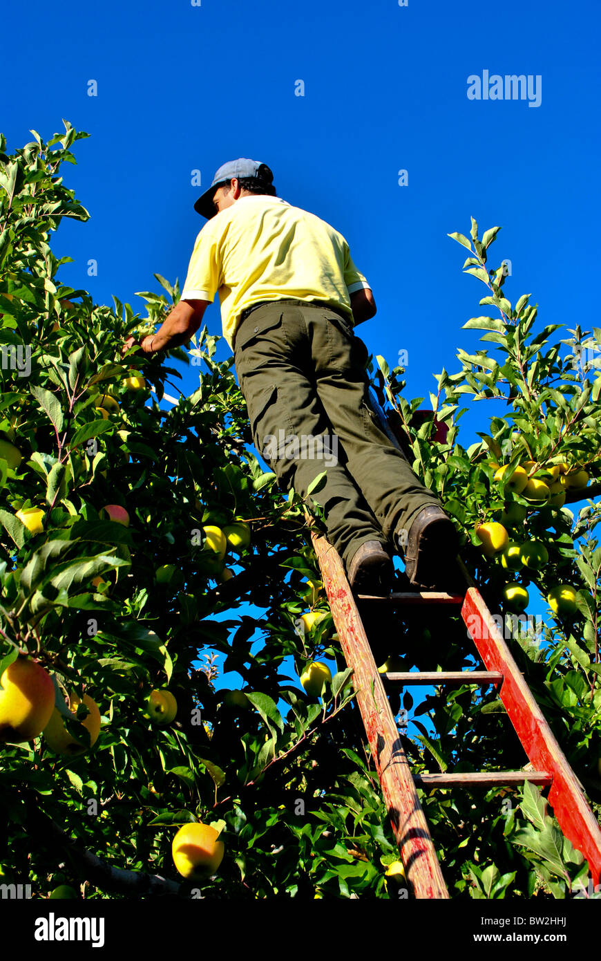 apple picking with a wooden ladder Stock Photo - Alamy