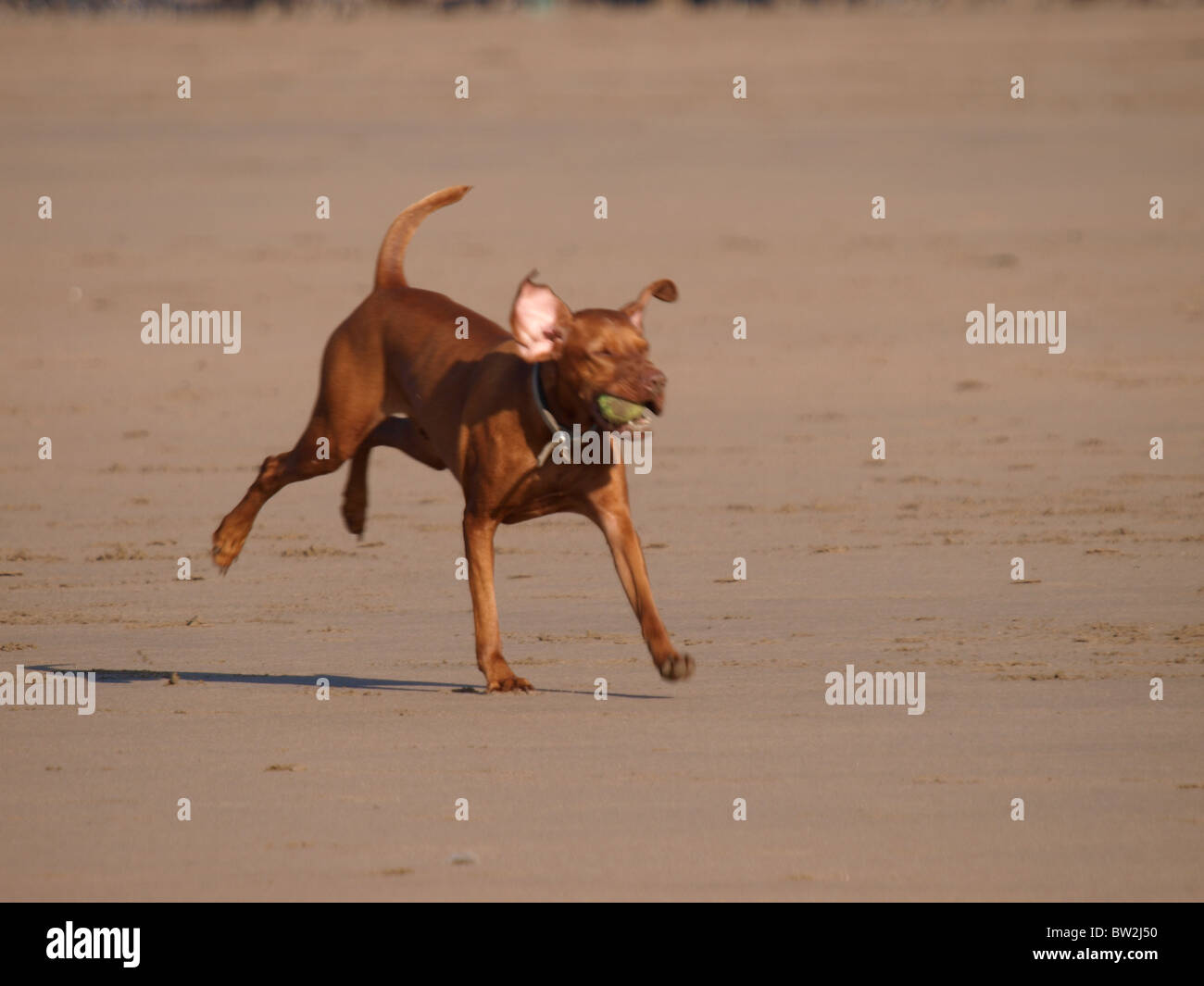 Retrieving a ball hi-res stock photography and images - Alamy