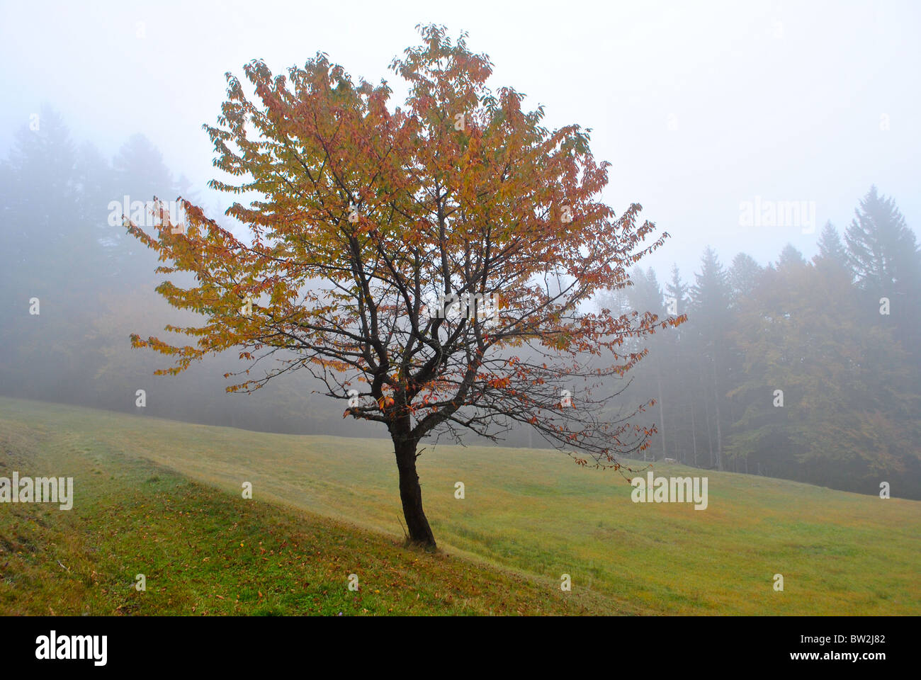 Chilling mist hi-res stock photography and images - Alamy