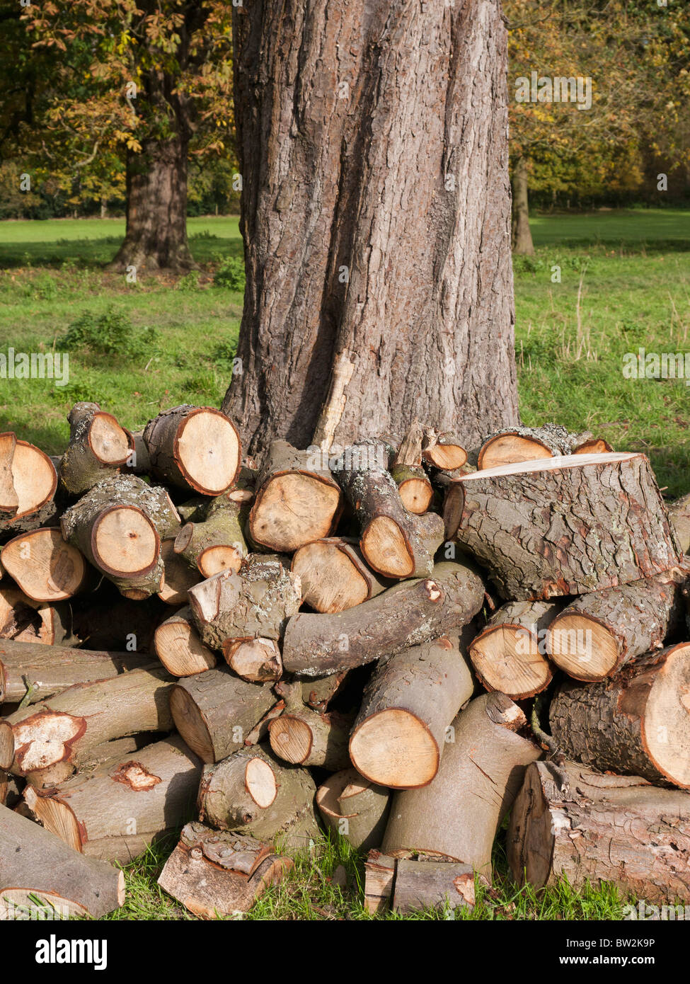 cut logs in forest firewood timber forestry Stock Photo - Alamy