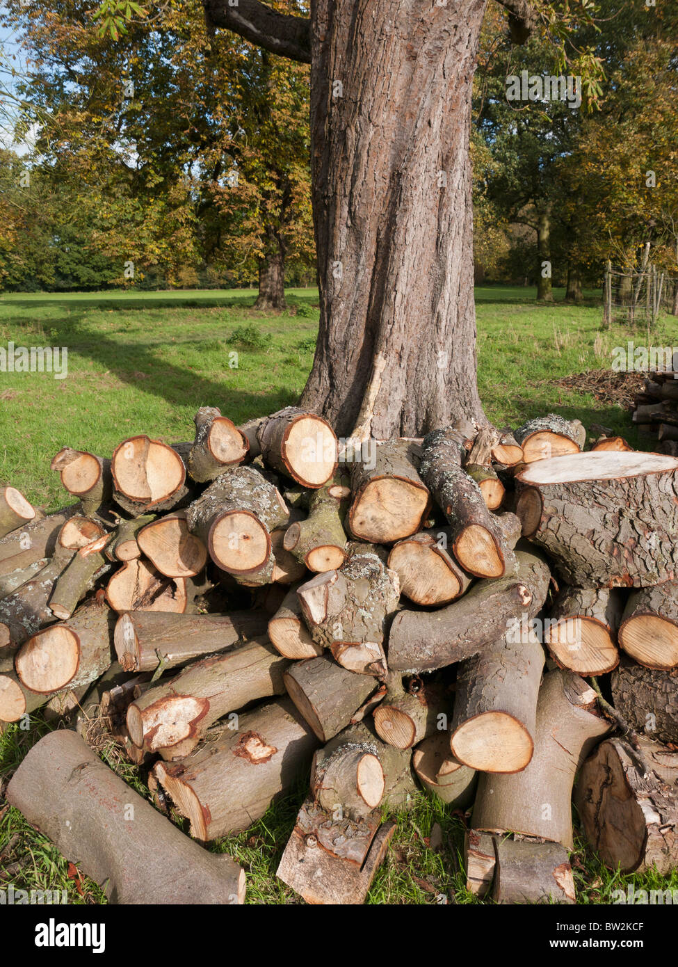 cut logs in forest firewood timber forestry Stock Photo - Alamy