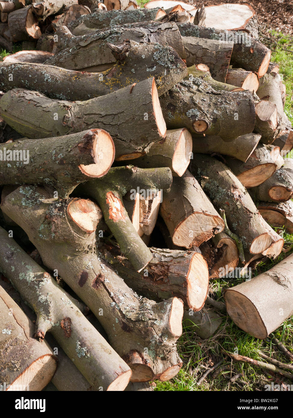 cut logs in forest firewood timber forestry Stock Photo - Alamy
