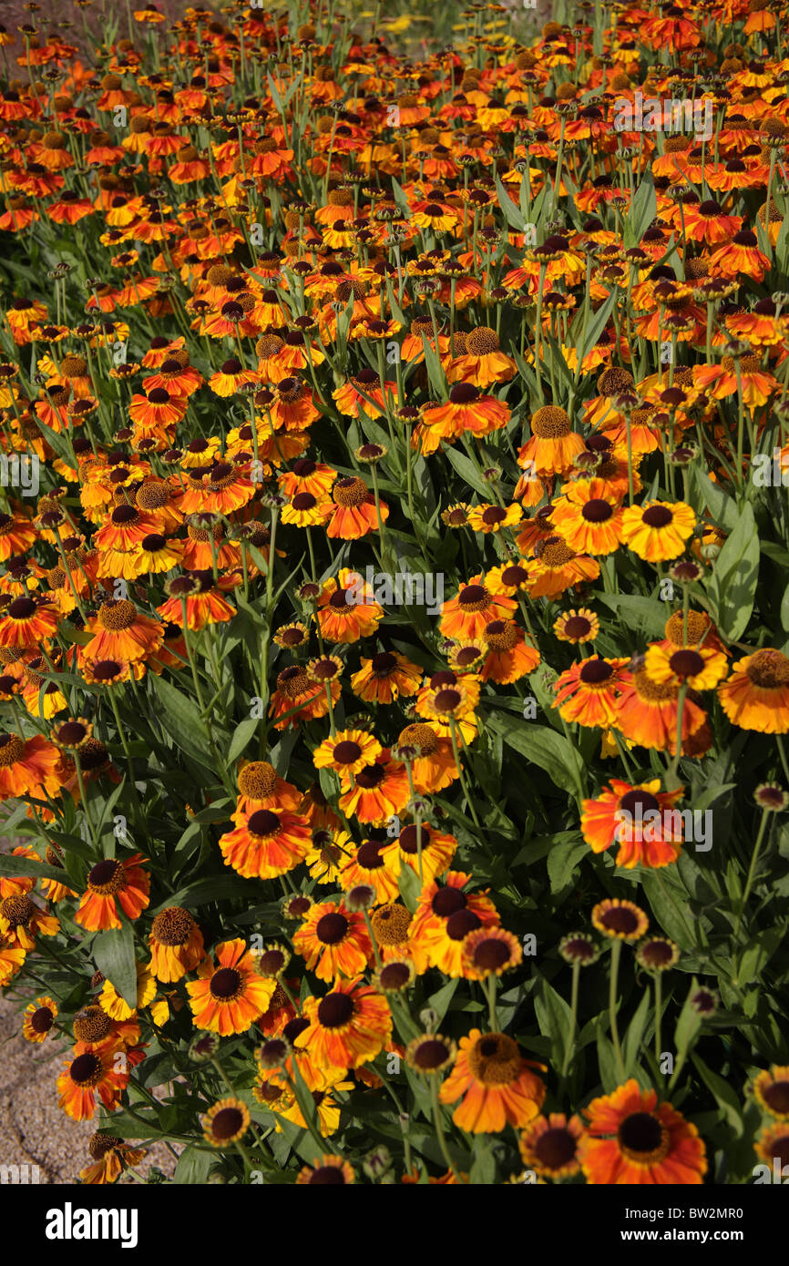 Helenium sahin’s early flowerer hi-res stock photography and images - Alamy