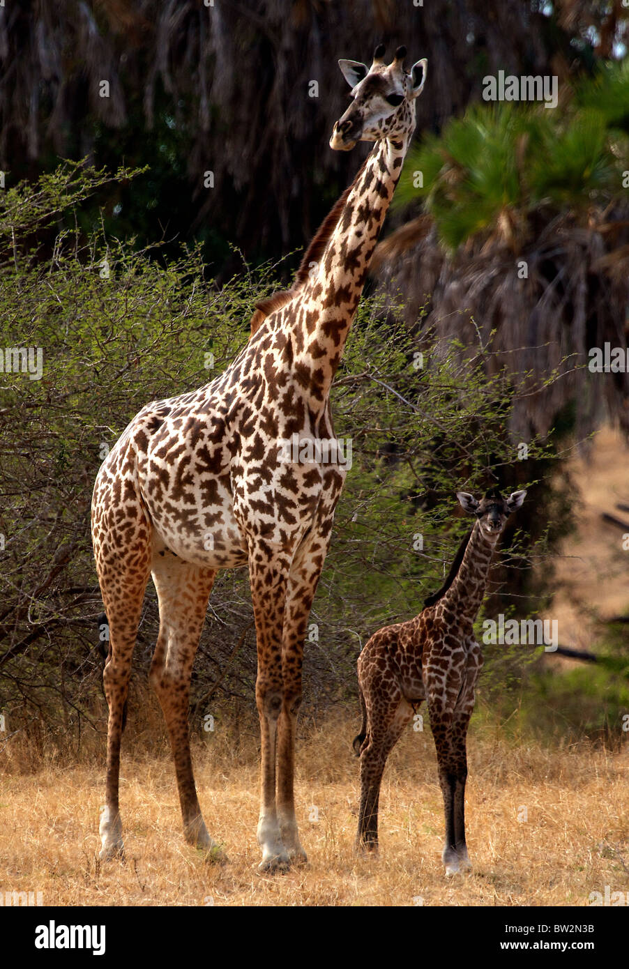 mother and young MAASAI GIRAFFE ( Giraffa camelopardalis tippelskirchi ...
