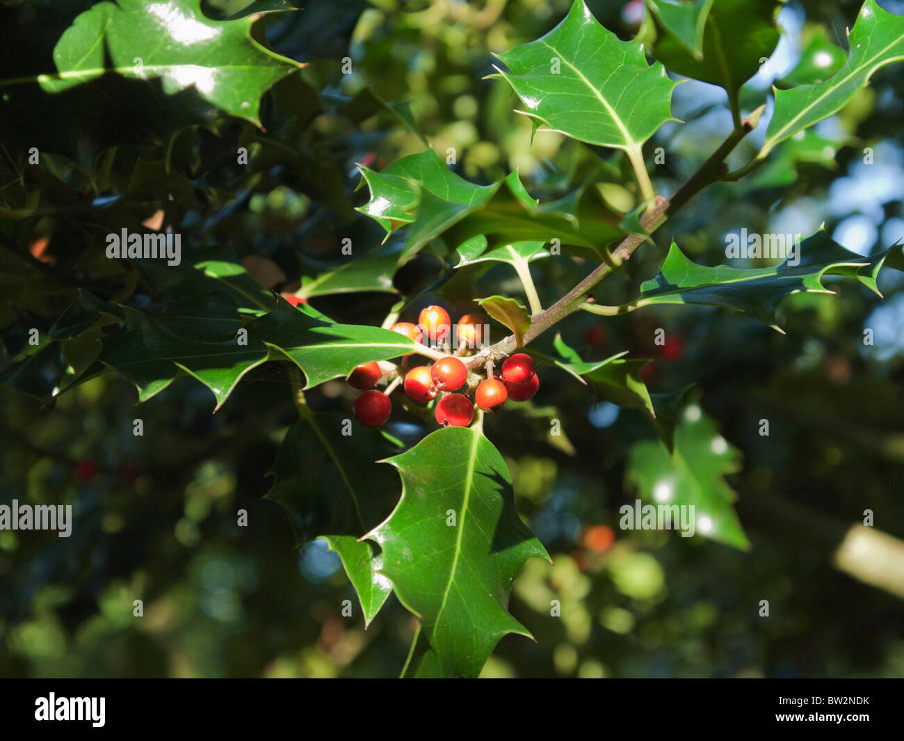 holly tree with berries Stock Photo - Alamy