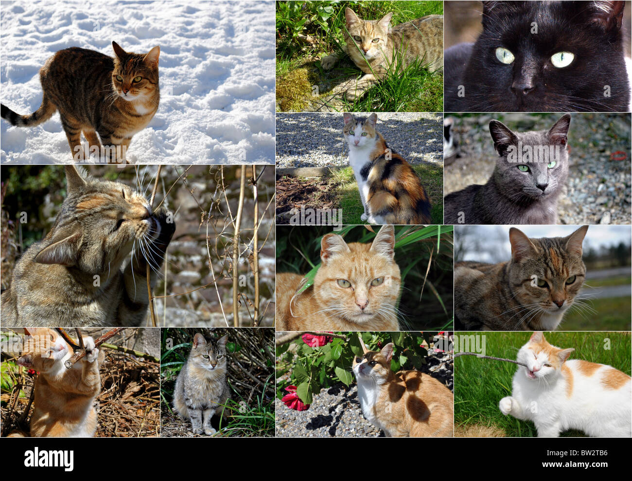Collage cats hi-res stock photography and images - Alamy