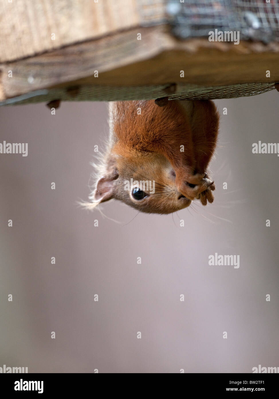 Red squirrel hanging from feeder hi-res stock photography and images ...