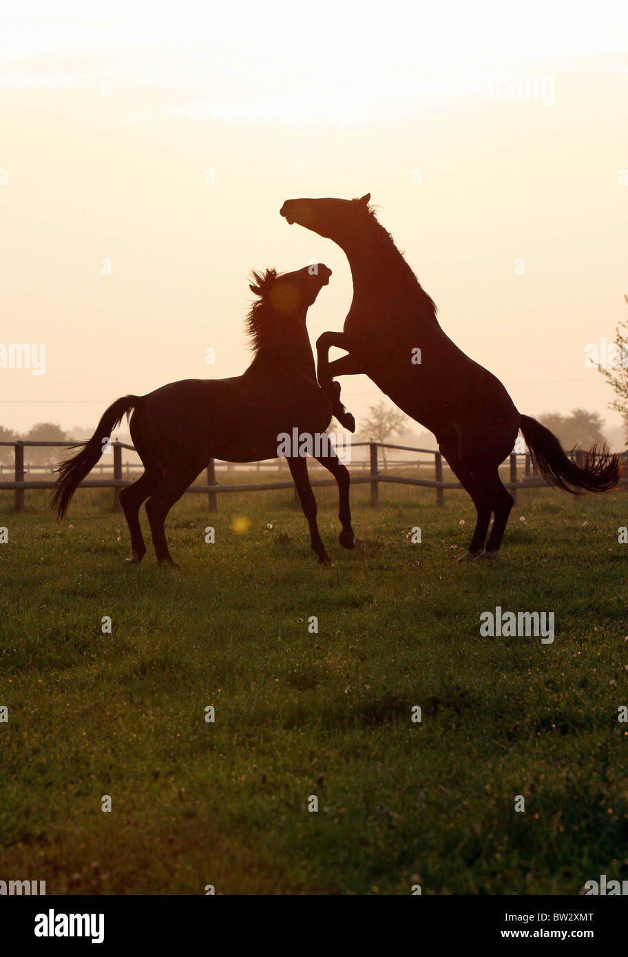 Two stallions fighting in the morning sun Stock Photo - Alamy